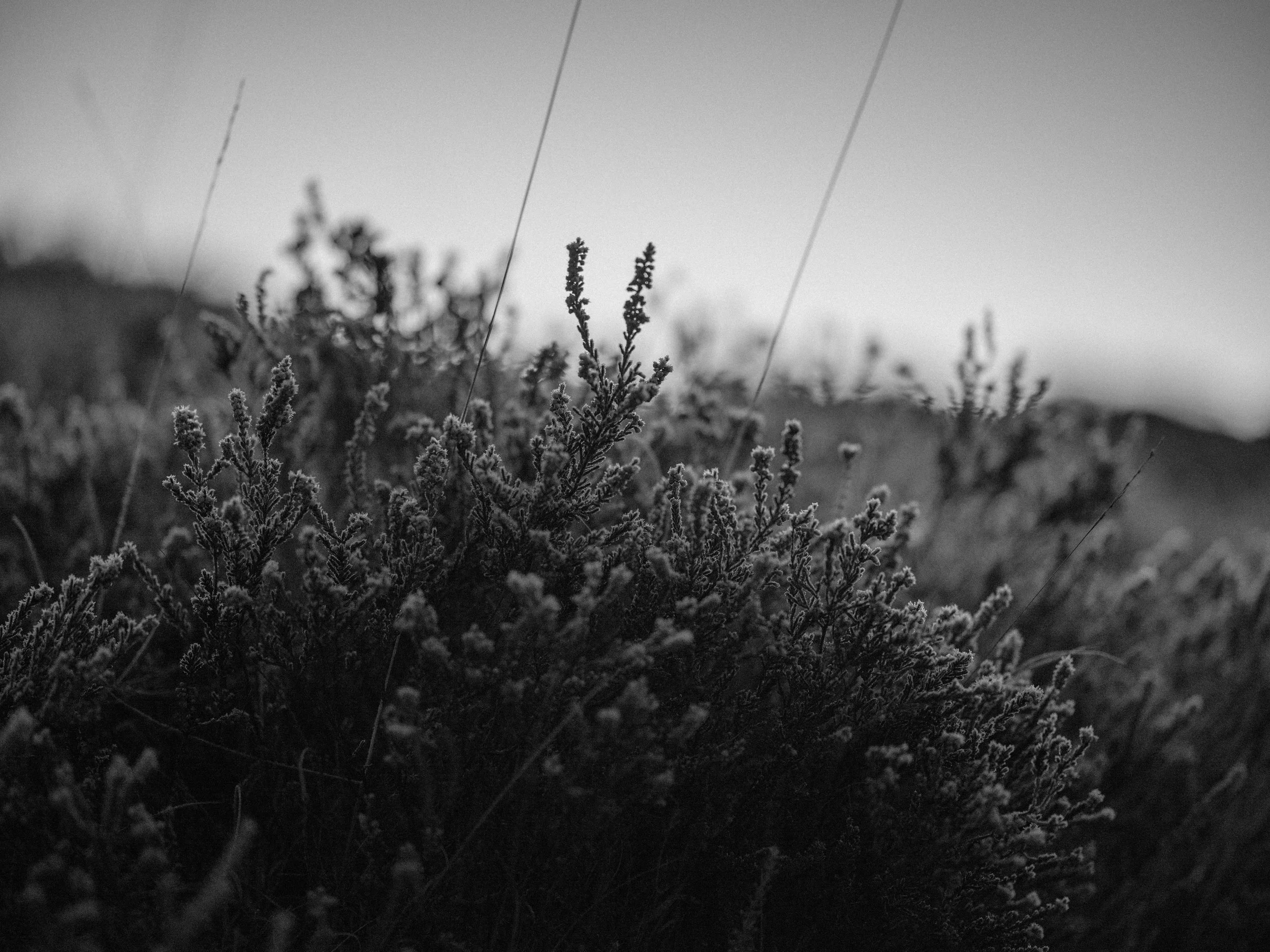 About — Timothy Willard