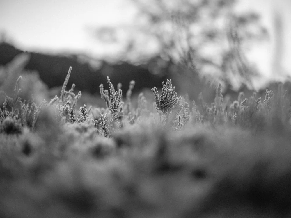 About — Timothy Willard