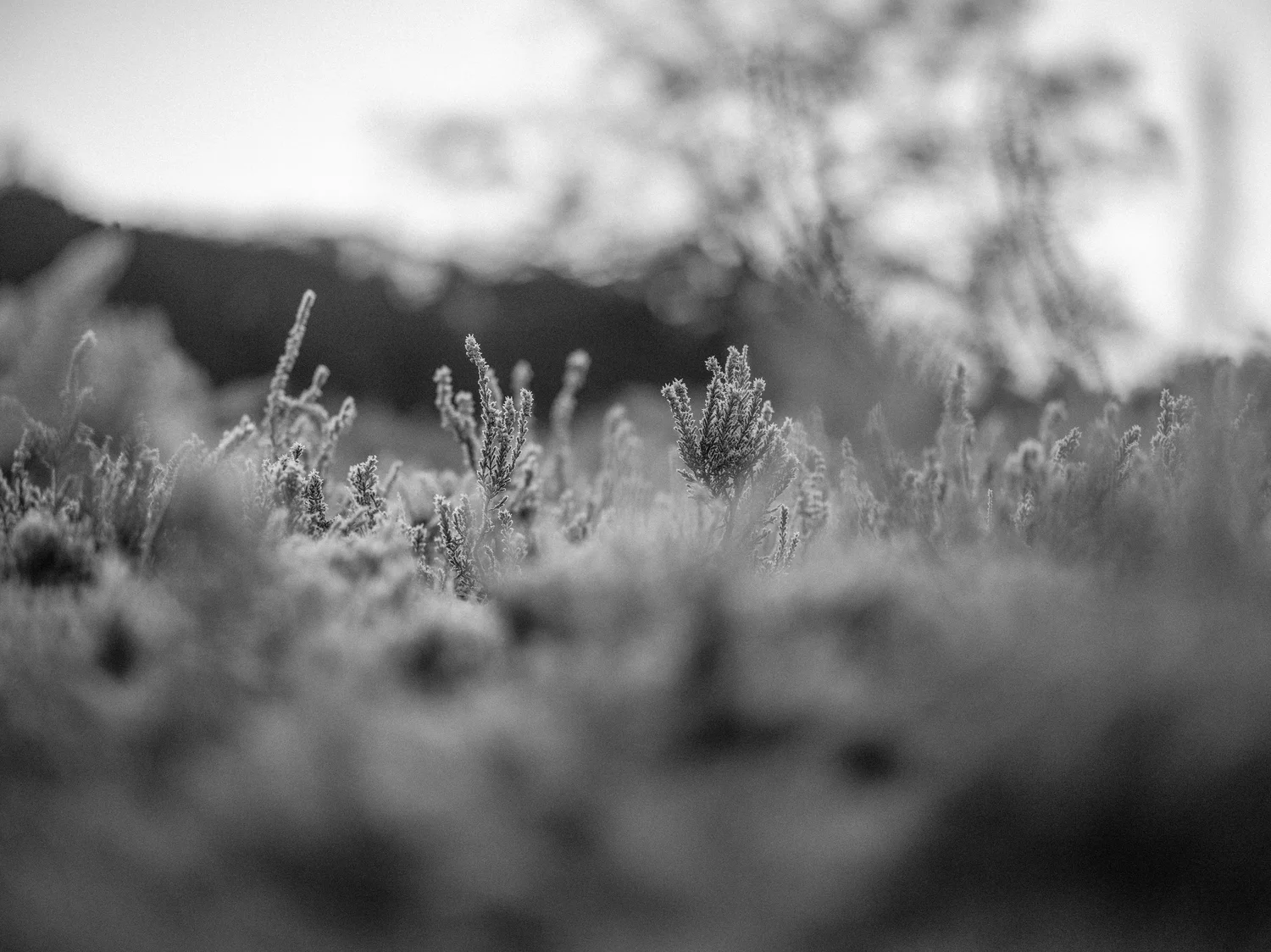 About — Timothy Willard