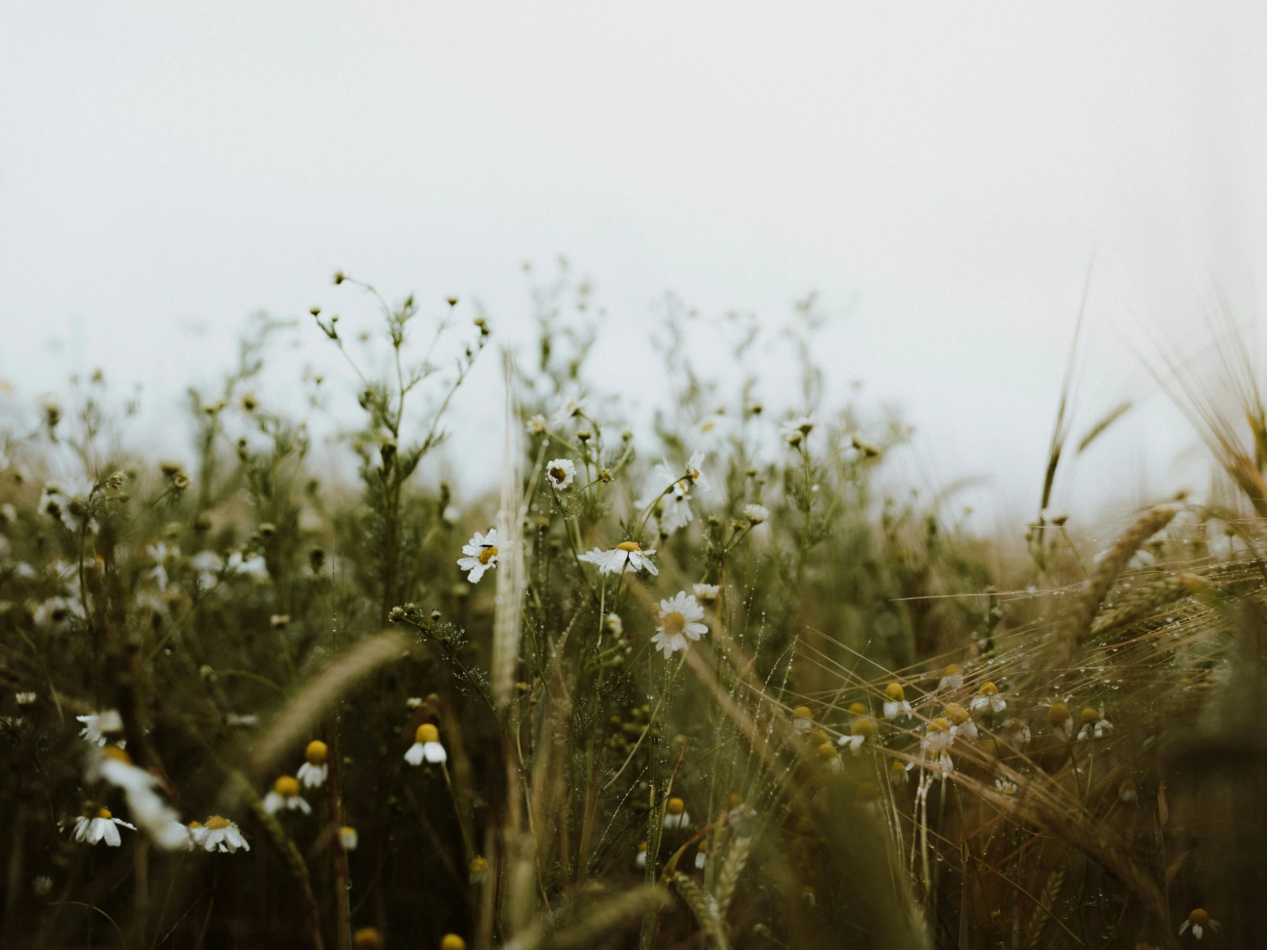 Marveling Overview — Timothy Willard