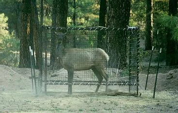 Wildlife Capture | Wildlife Capture & Management Equipment Online