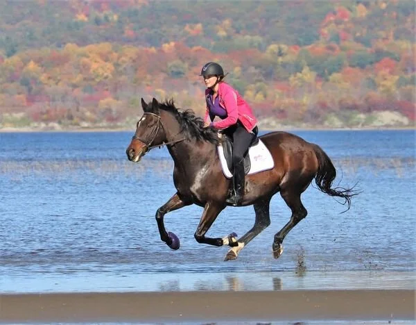 Ottawa Horse / Equestrian Photography Gallery
