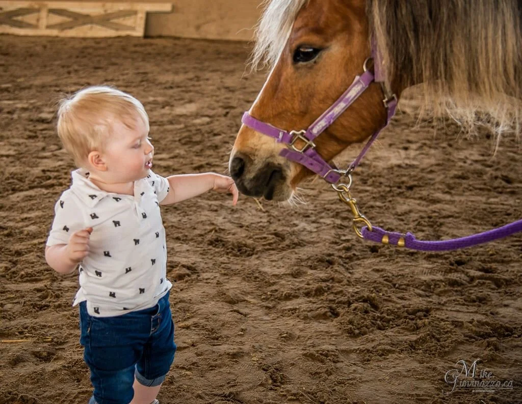 Ottawa Horse / Equestrian Photography Gallery