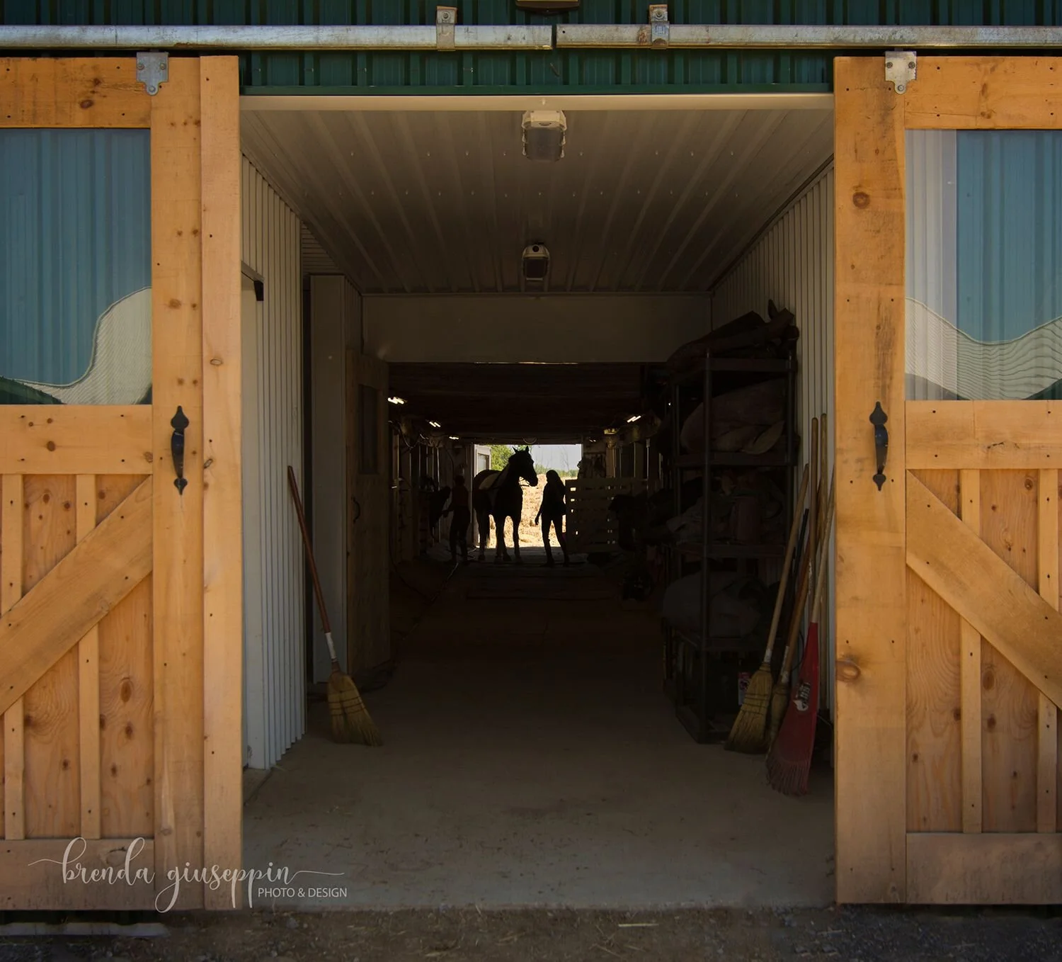 Ottawa Horse / Equestrian Photography Gallery