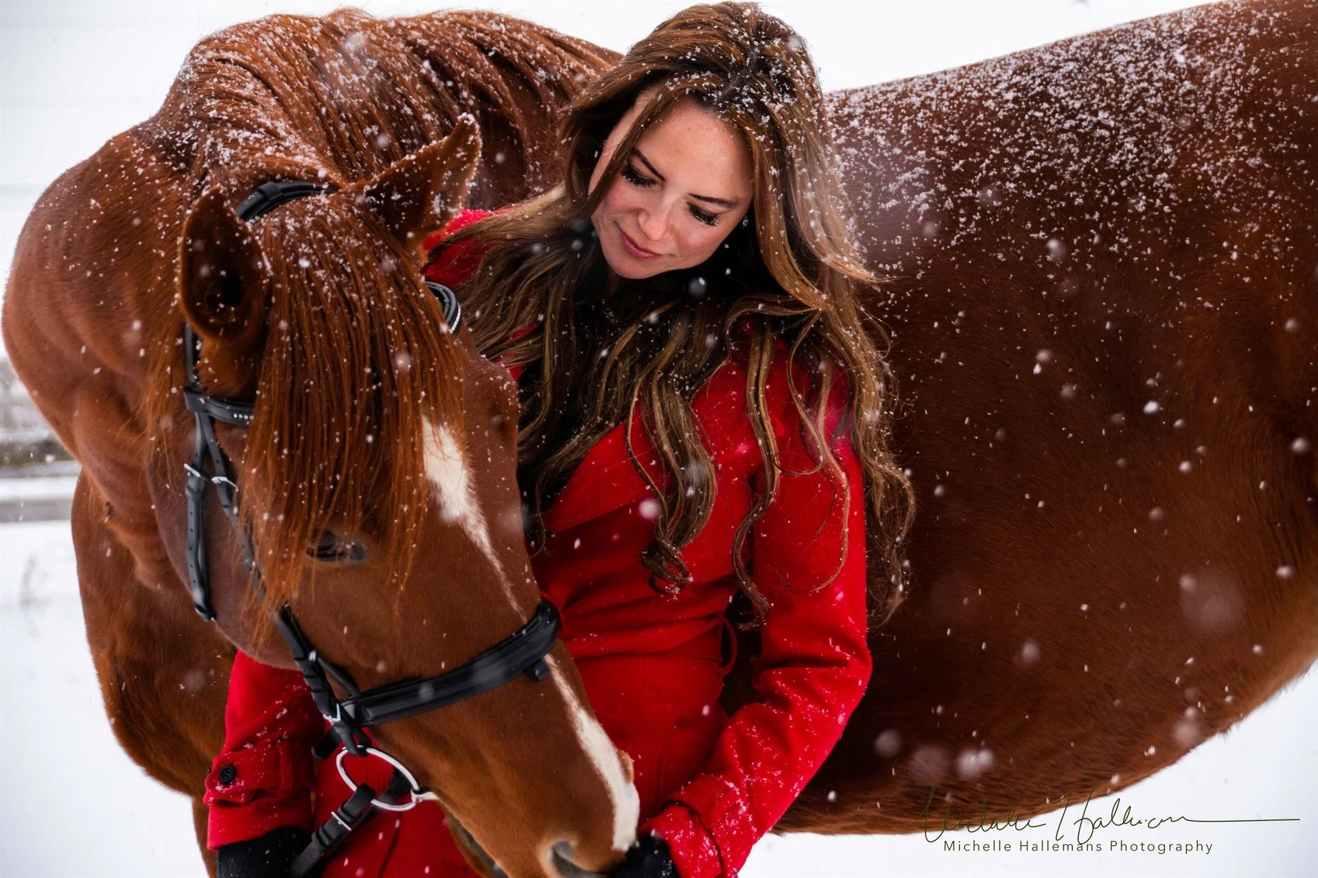 Ottawa Horse / Equestrian Photography Gallery