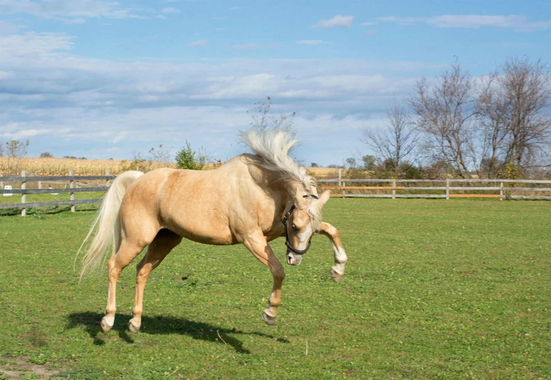 Contact Royale Equestrian Centre