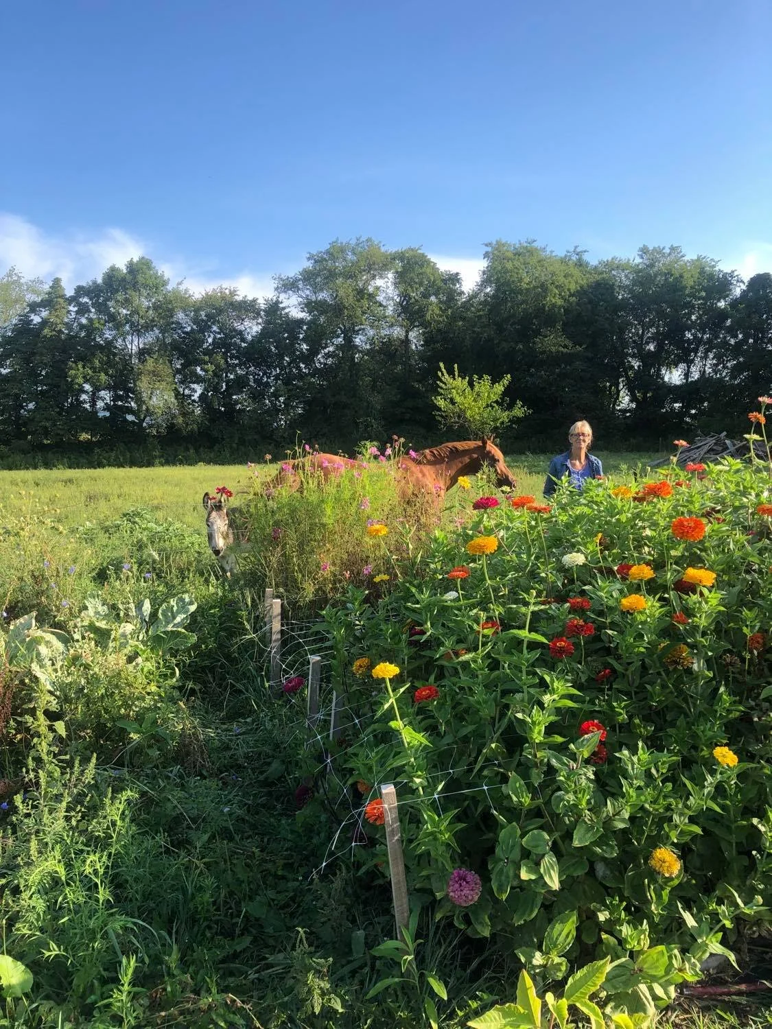 Garden Gallery — The Greensmith Flower Farm