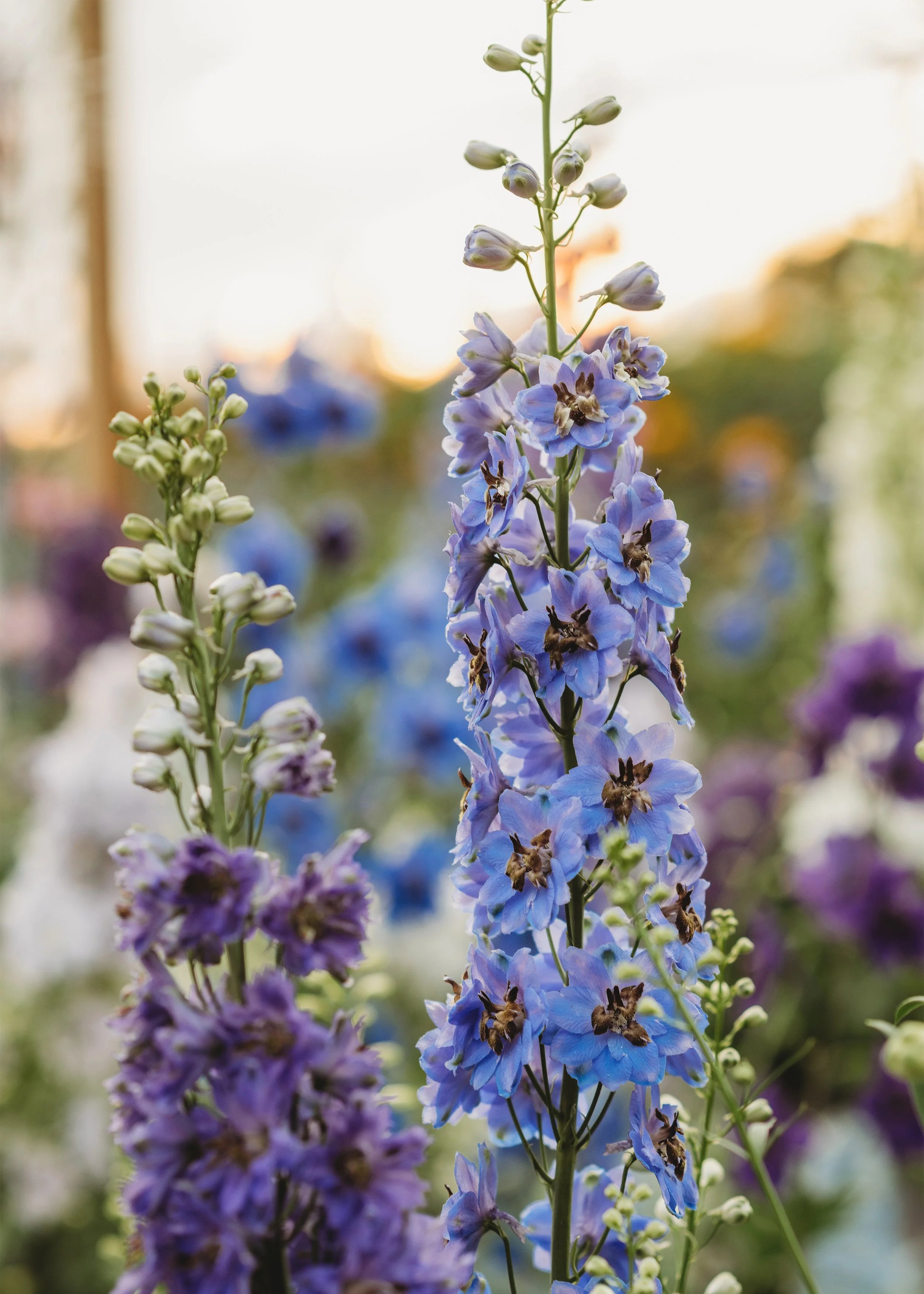 Events & Workshops — The Greensmith Flower Farm