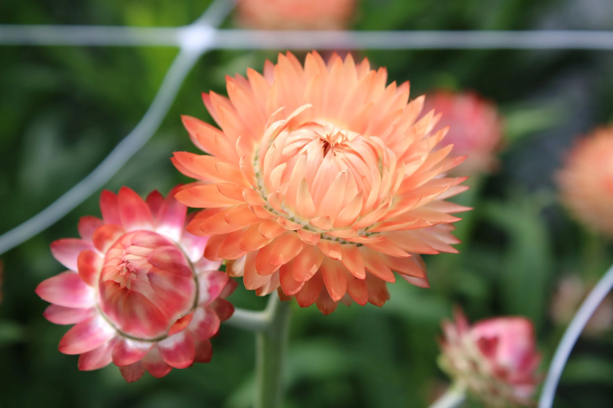 Flower Shop — The Greensmith Flower Farm