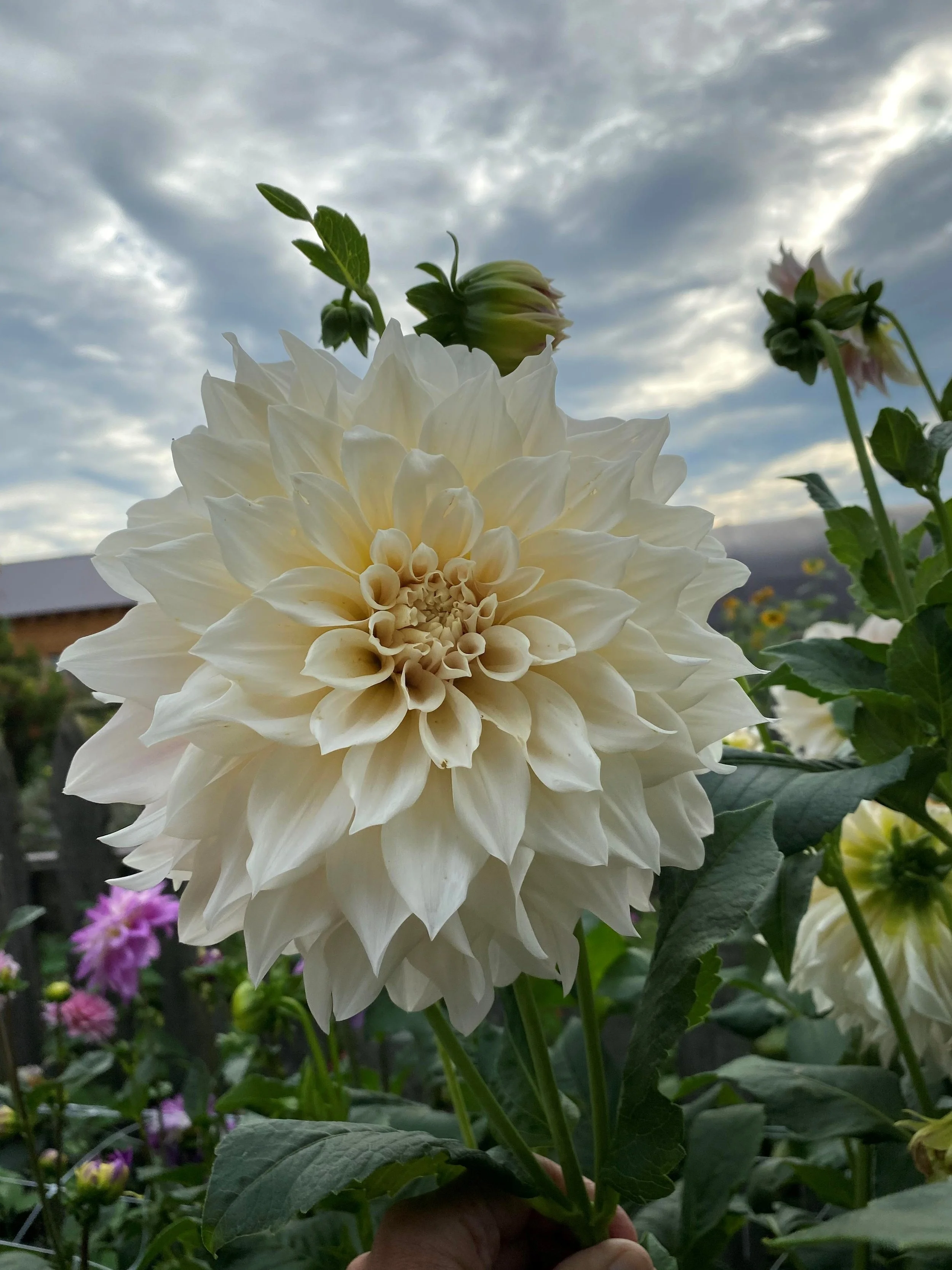 Cafe au Lait Dahlia Tuber — The Greensmith Flower Farm