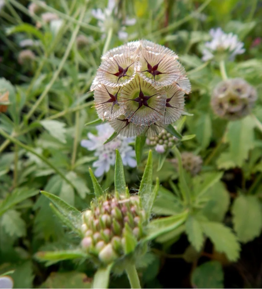 Flower Shop — The Greensmith Flower Farm