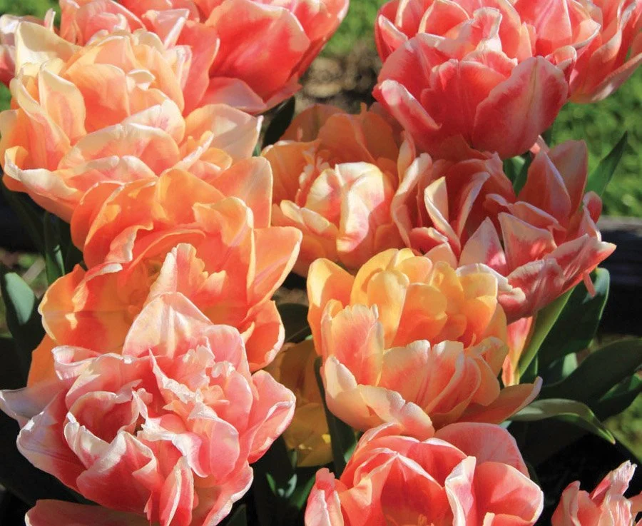 The Greensmith Flower Farm