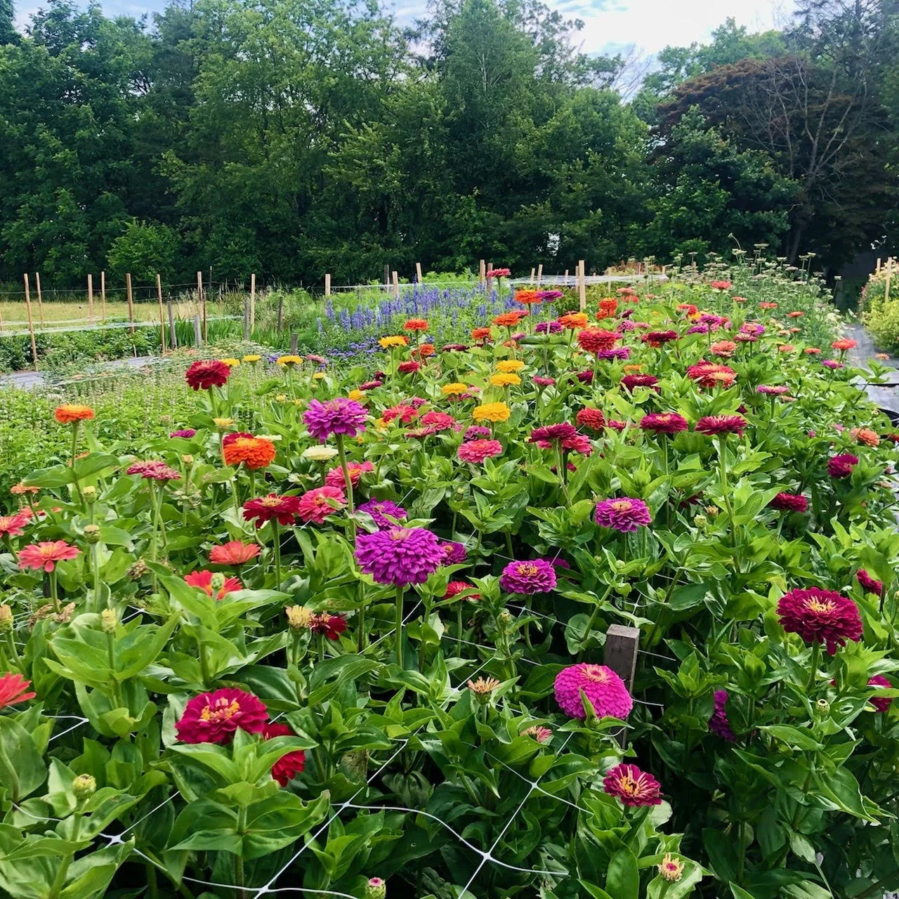 Events & Workshops — The Greensmith Flower Farm