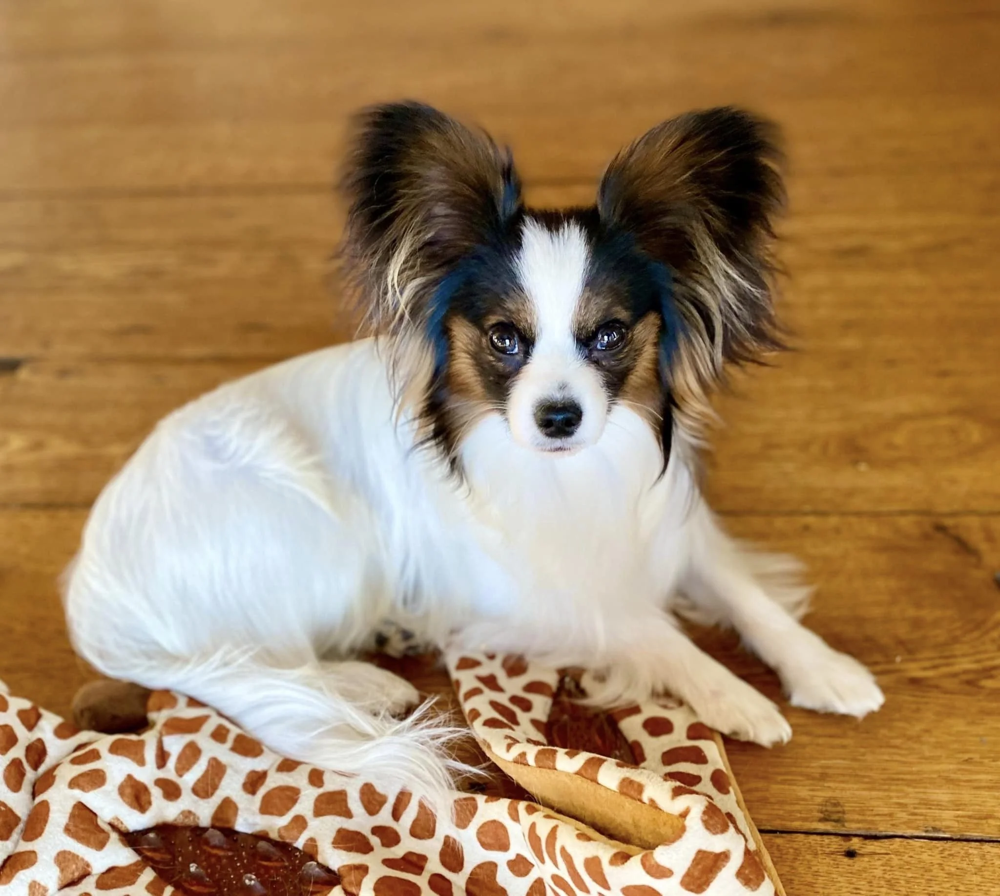 Males — Sablewings Papillons