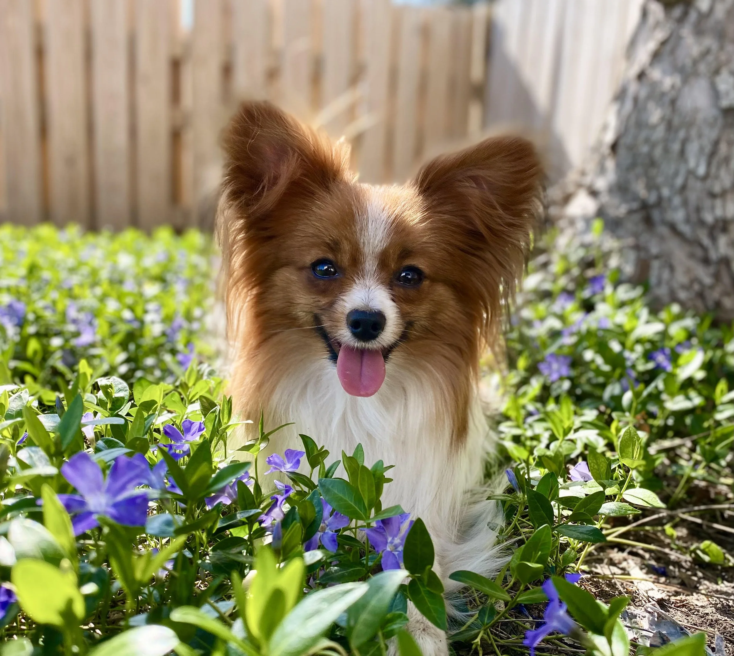 Males — Sablewings Papillons