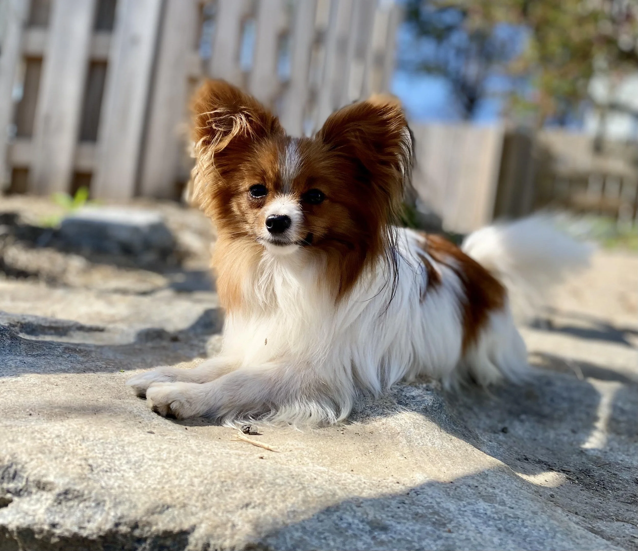 Males — Sablewings Papillons