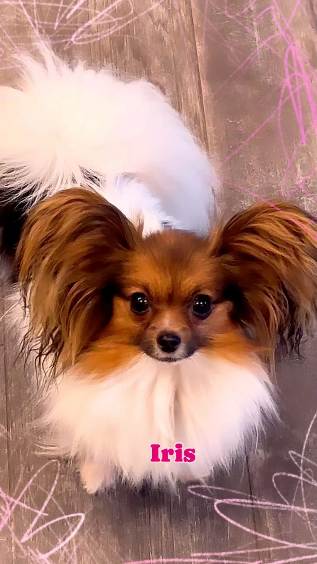 Sablewings Papillons | Sablewings Papillons