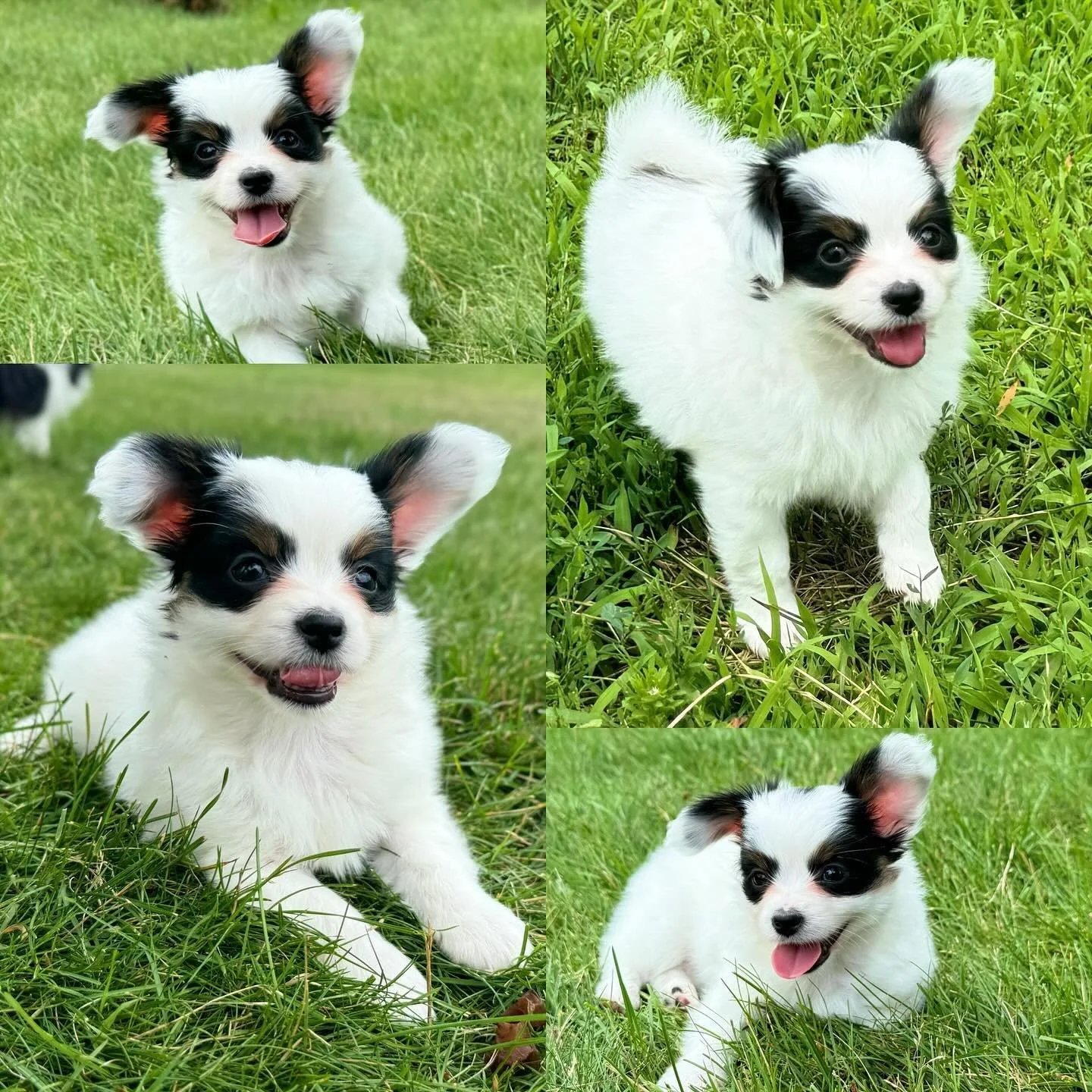 Sablewings Papillons | Sablewings Papillons