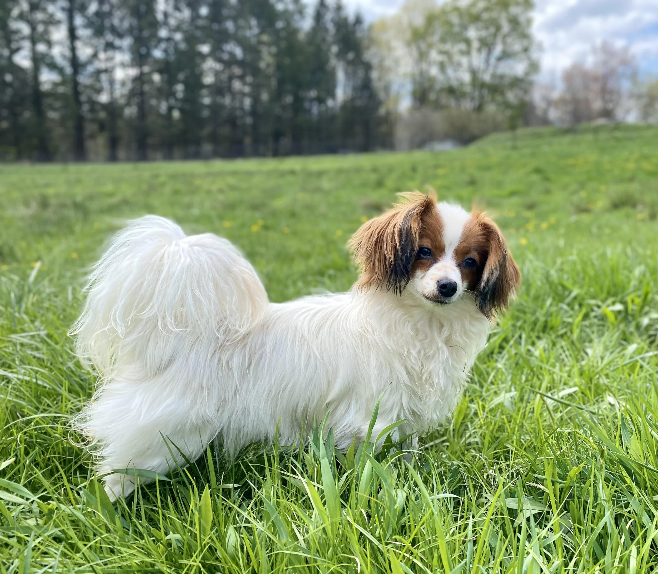 Females — Papillon Breeder In Connecticut