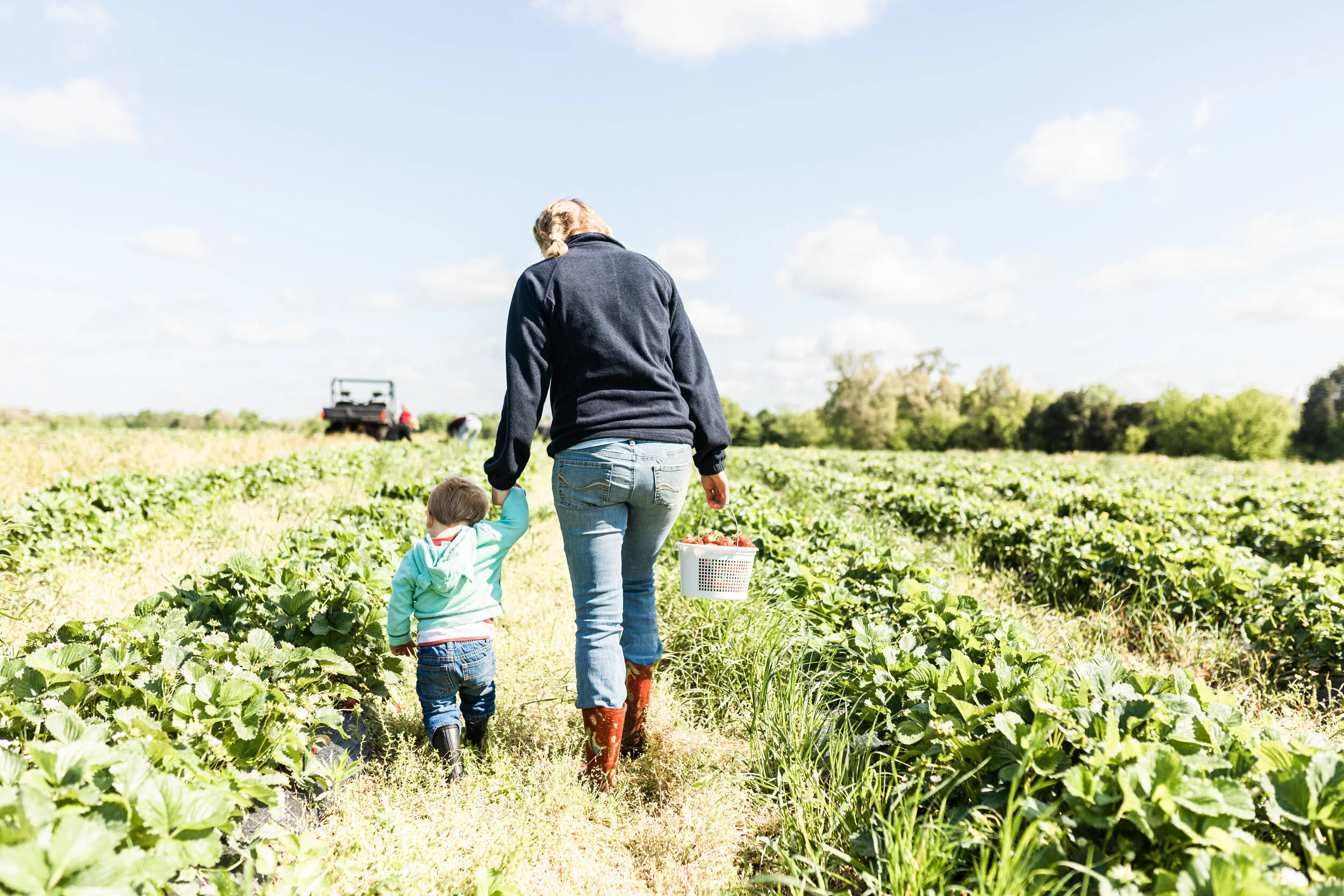 Produce — Harris Farms