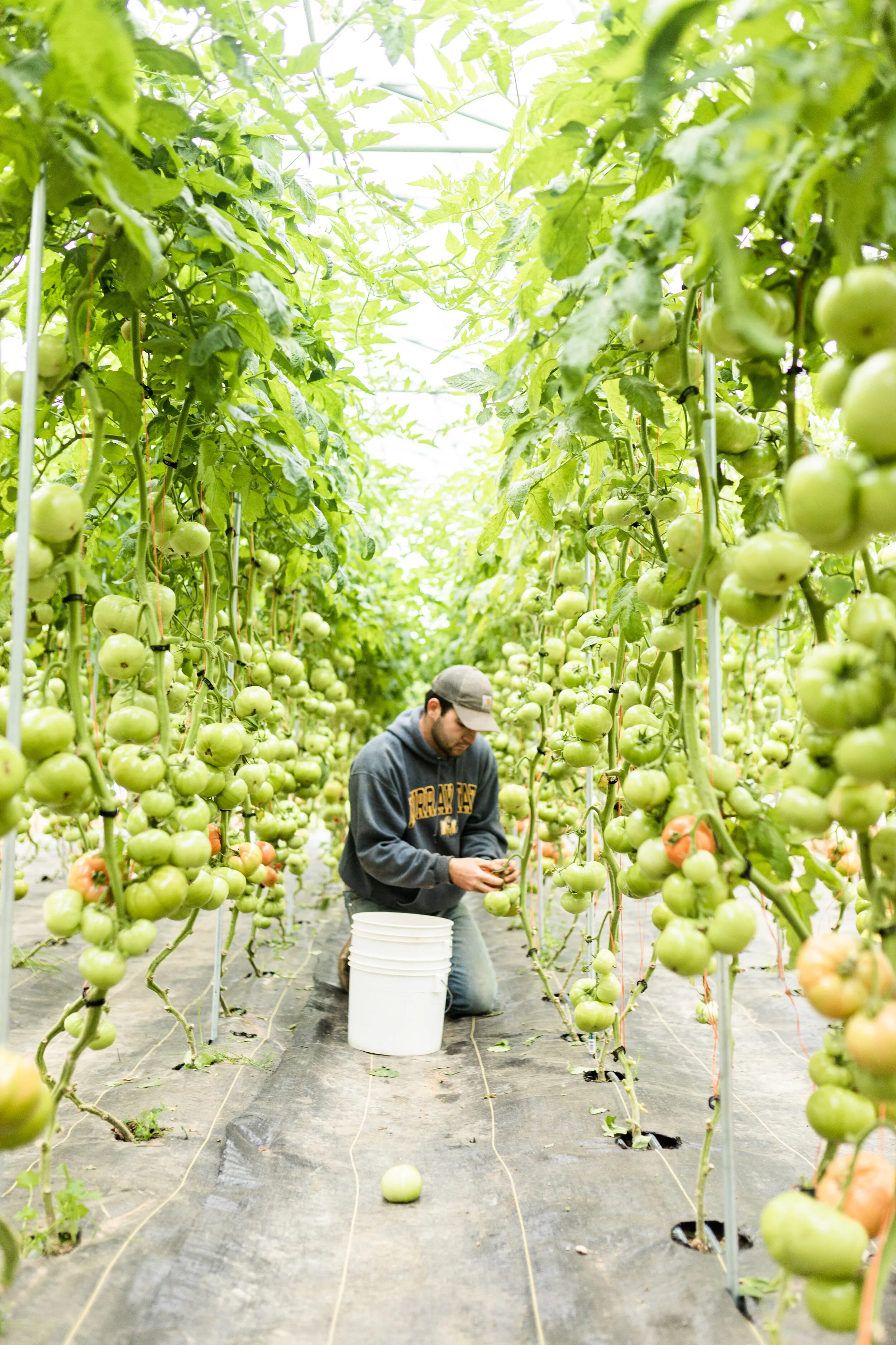 Produce — Harris Farms