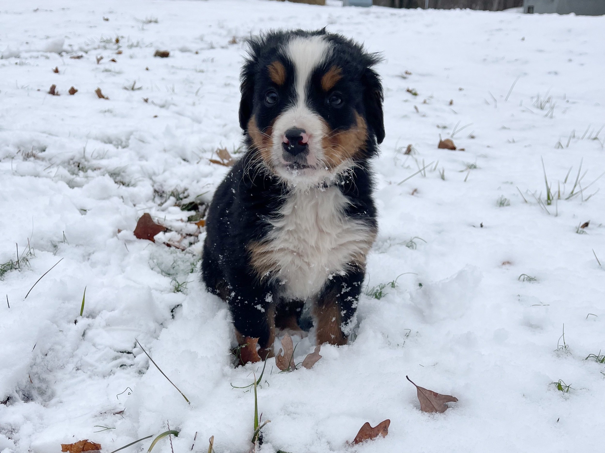 Bernese Mountain Dogs — Harris Farms