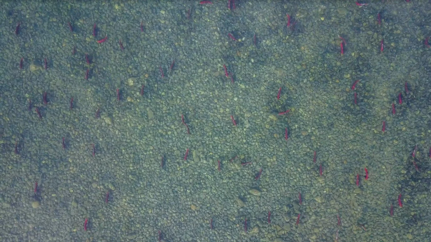 Luxury Retreat | The Chilko Experience Wilderness Resort