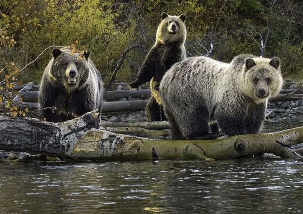 Grizzly Bear Tours and Bear Viewing - British Columbia | The Chilko ...