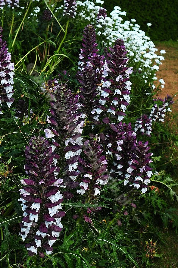Acanthus - Akant-Rośliny Do Ogrodu