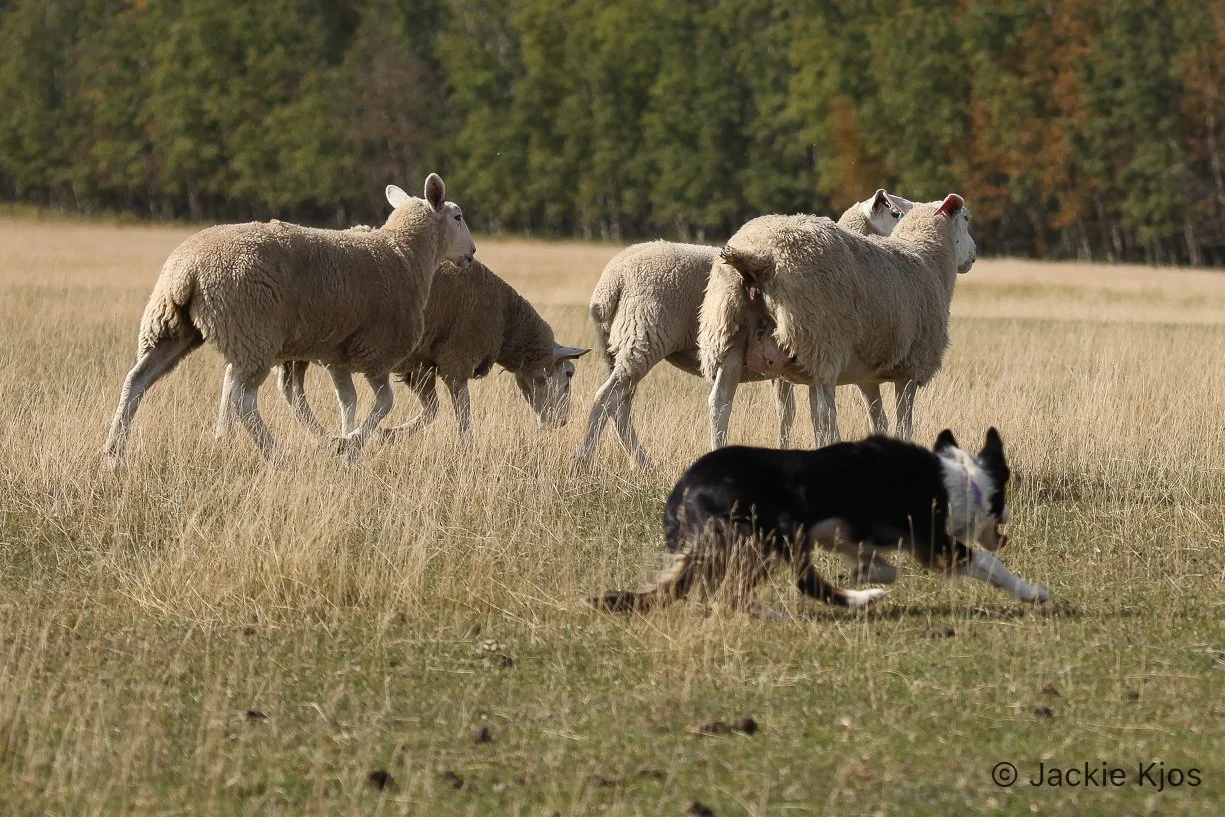 British Columbia Stock Dog Association