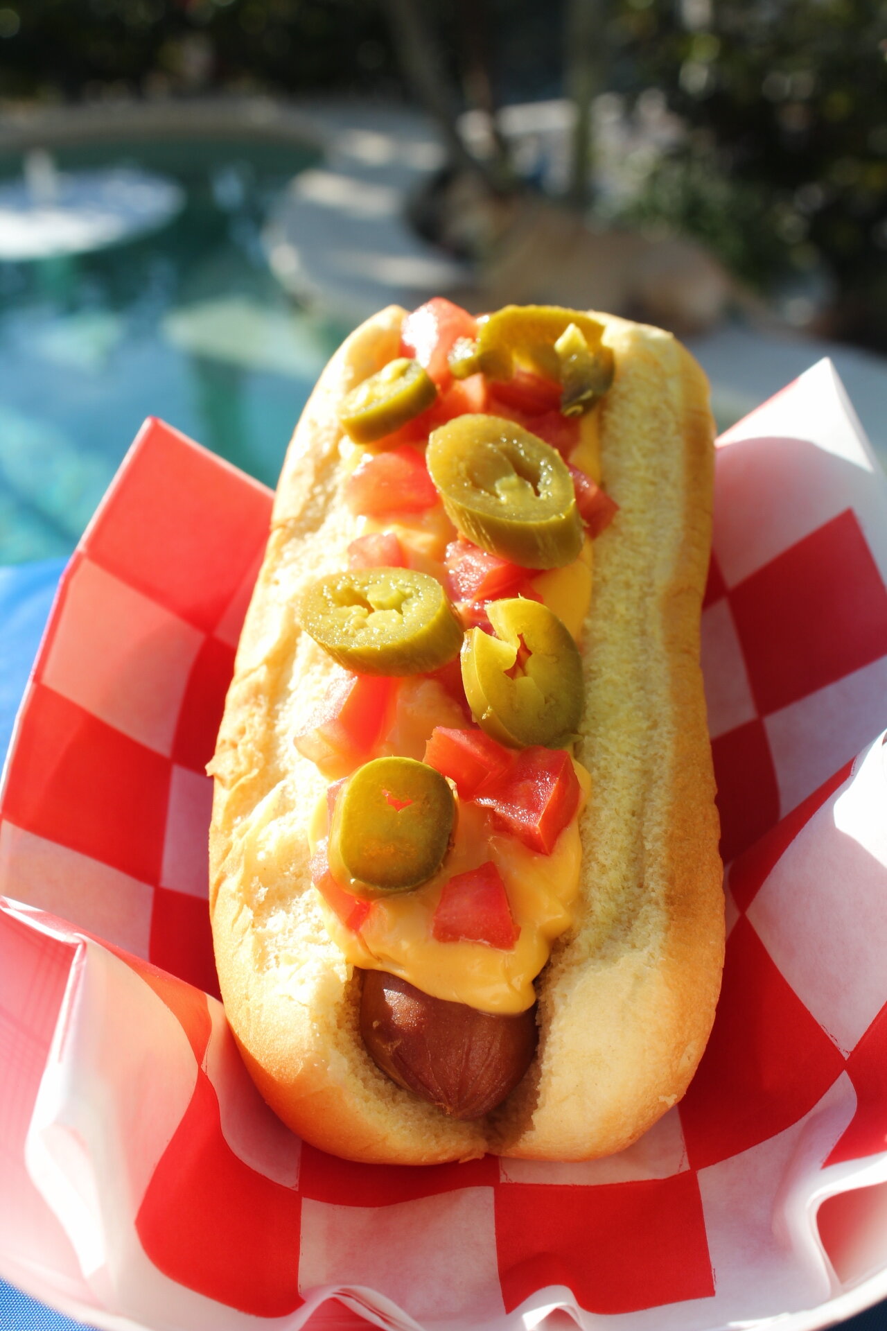 Photos — DiggyDogs