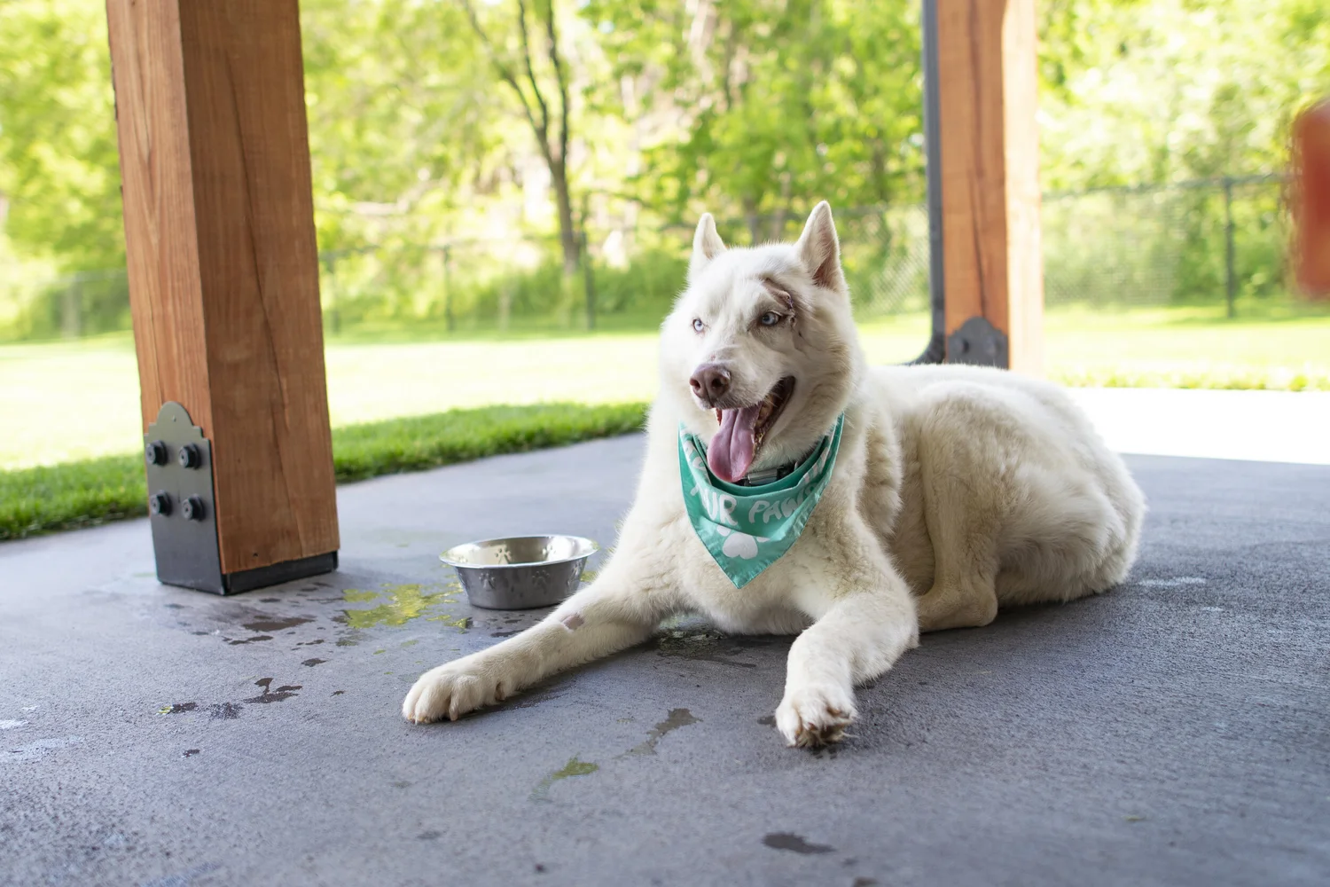 Monetary and Care Donations — Little Red Barn Dog Rescue