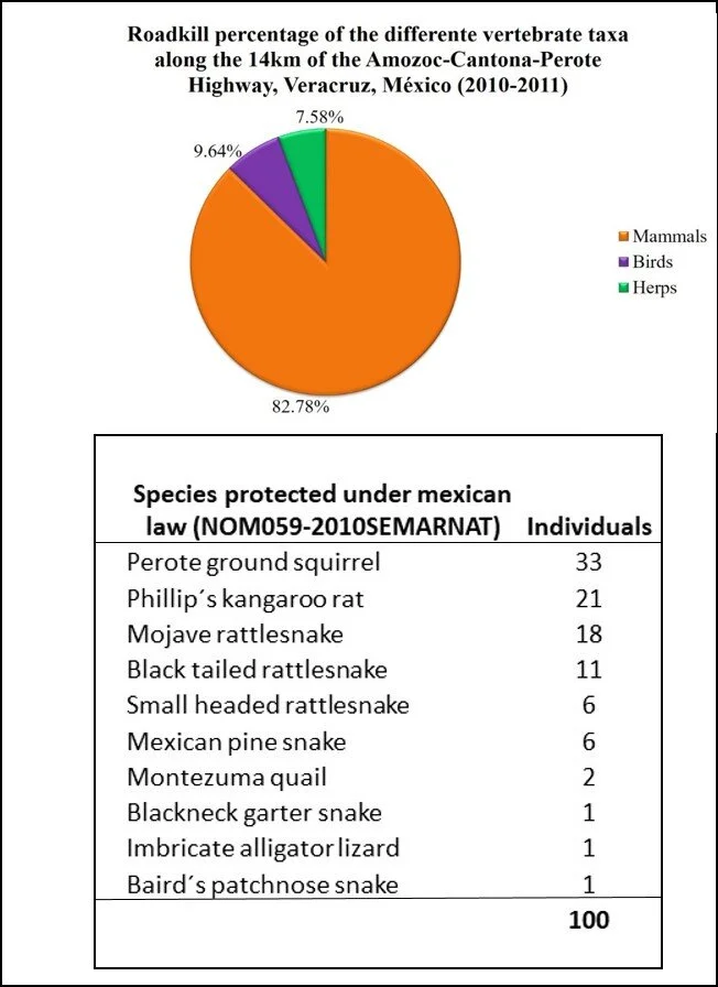 Stop ignoring the small! Clues for conservation using roadkill data ...