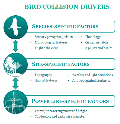 What we know (and don't know) about bird collisions with power lines ...