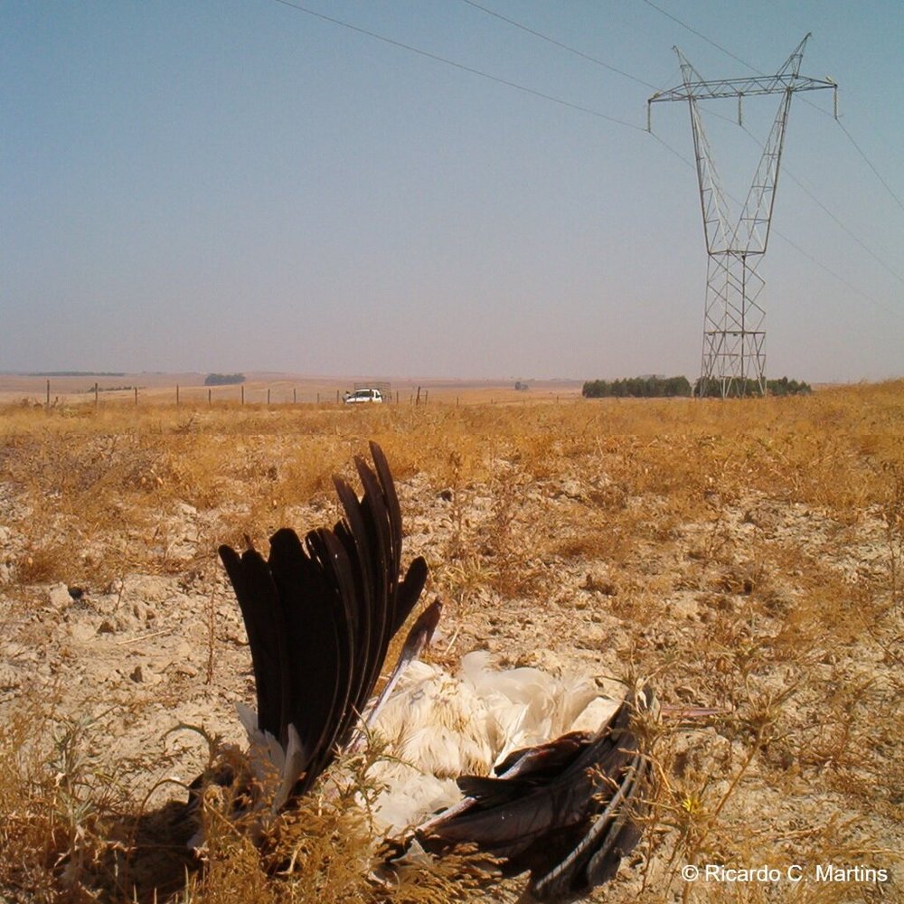 What we know (and don't know) about bird collisions with power lines ...