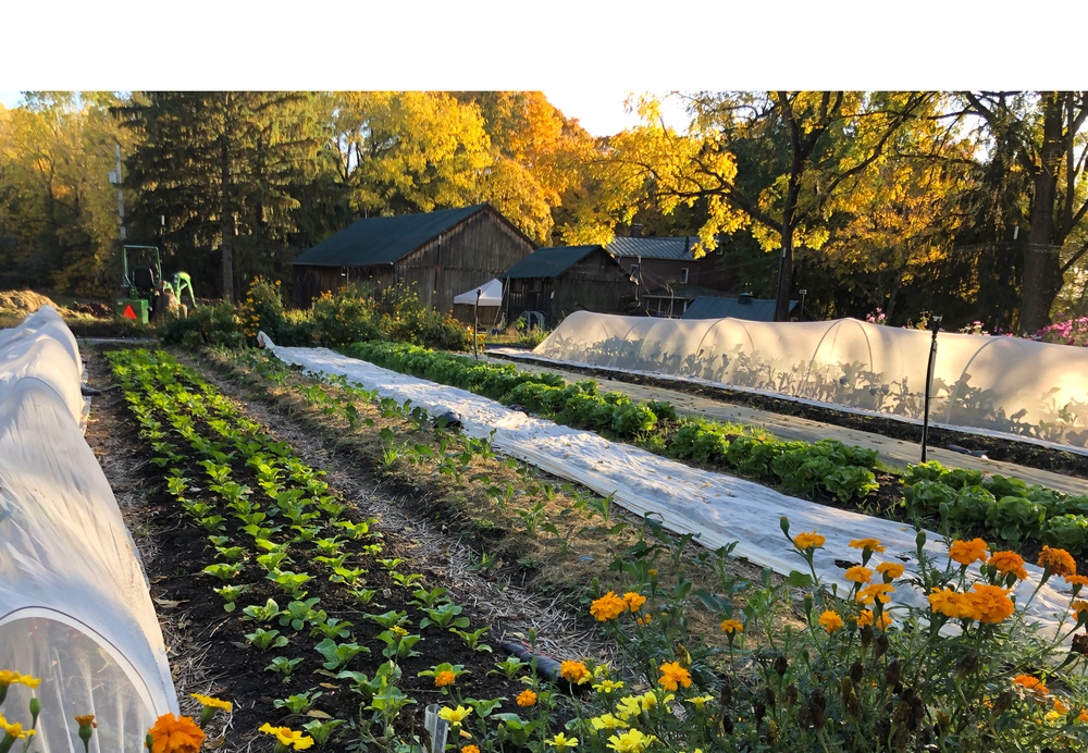 Yankee Street Farm – healthy, fresh food grown locally in Columbus, Ohio