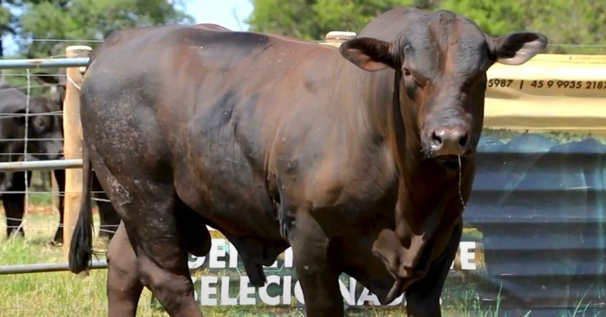 Raça Brangus — Associação Brasileira de Brangus