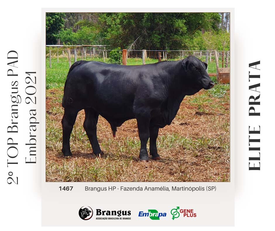 ABB e Programa Embrapa Geneplus divulgam vencedores da Prova Top Brangus Embrapa 2021 ...