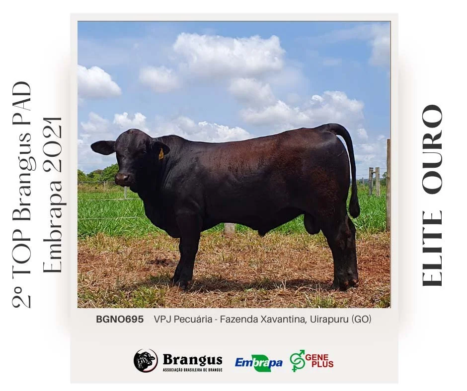 ABB e Programa Embrapa Geneplus divulgam vencedores da Prova Top Brangus Embrapa 2021 ...