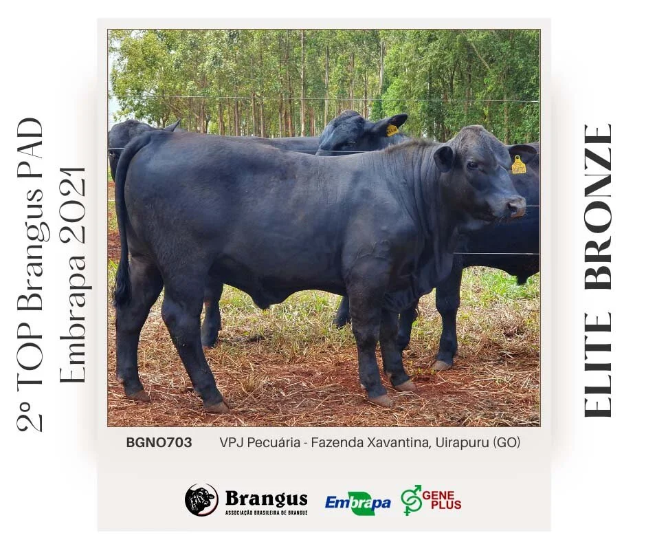 ABB e Programa Embrapa Geneplus divulgam vencedores da Prova Top Brangus Embrapa 2021 ...