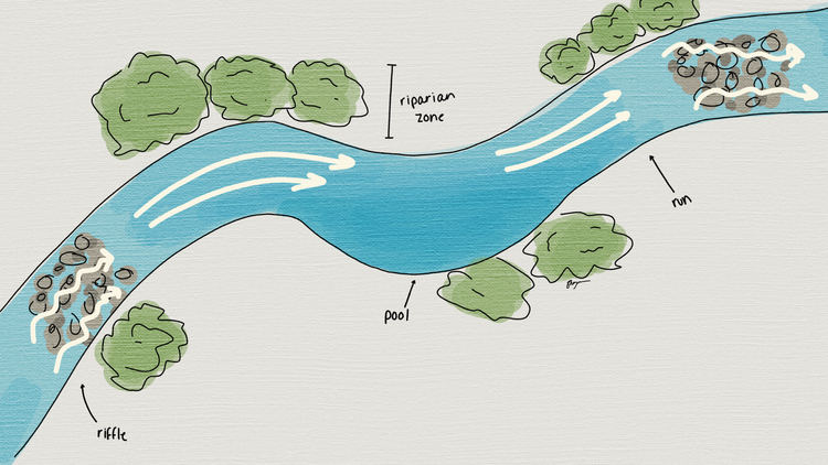 Stream Habitats: Riffles, Pools and Runs — The Healthy Headwaters Lab