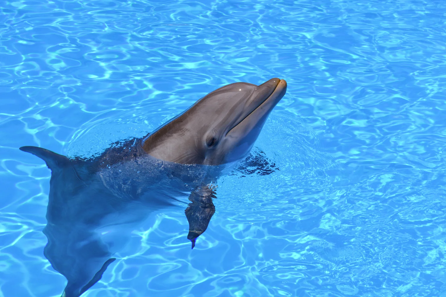 Why Us — Dolphin Pools & Spas