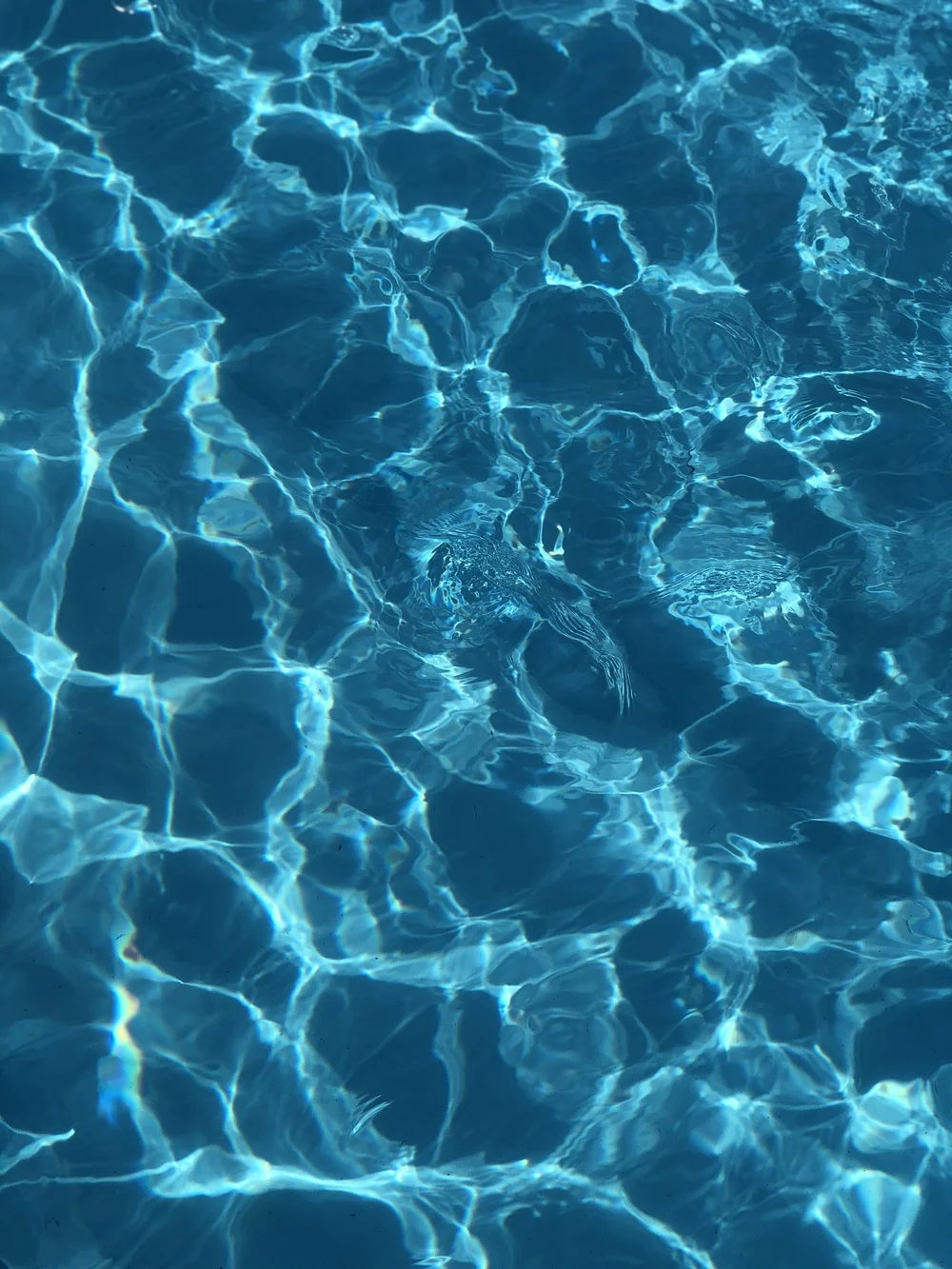 Dolphin Pools N Spas, Inc. I Custom Pool builder Palm Beach County, FL