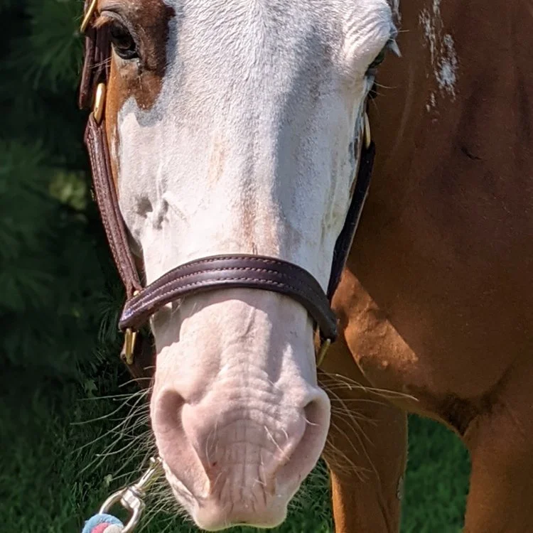 Leg Up Farm Families — Leg Up Farm