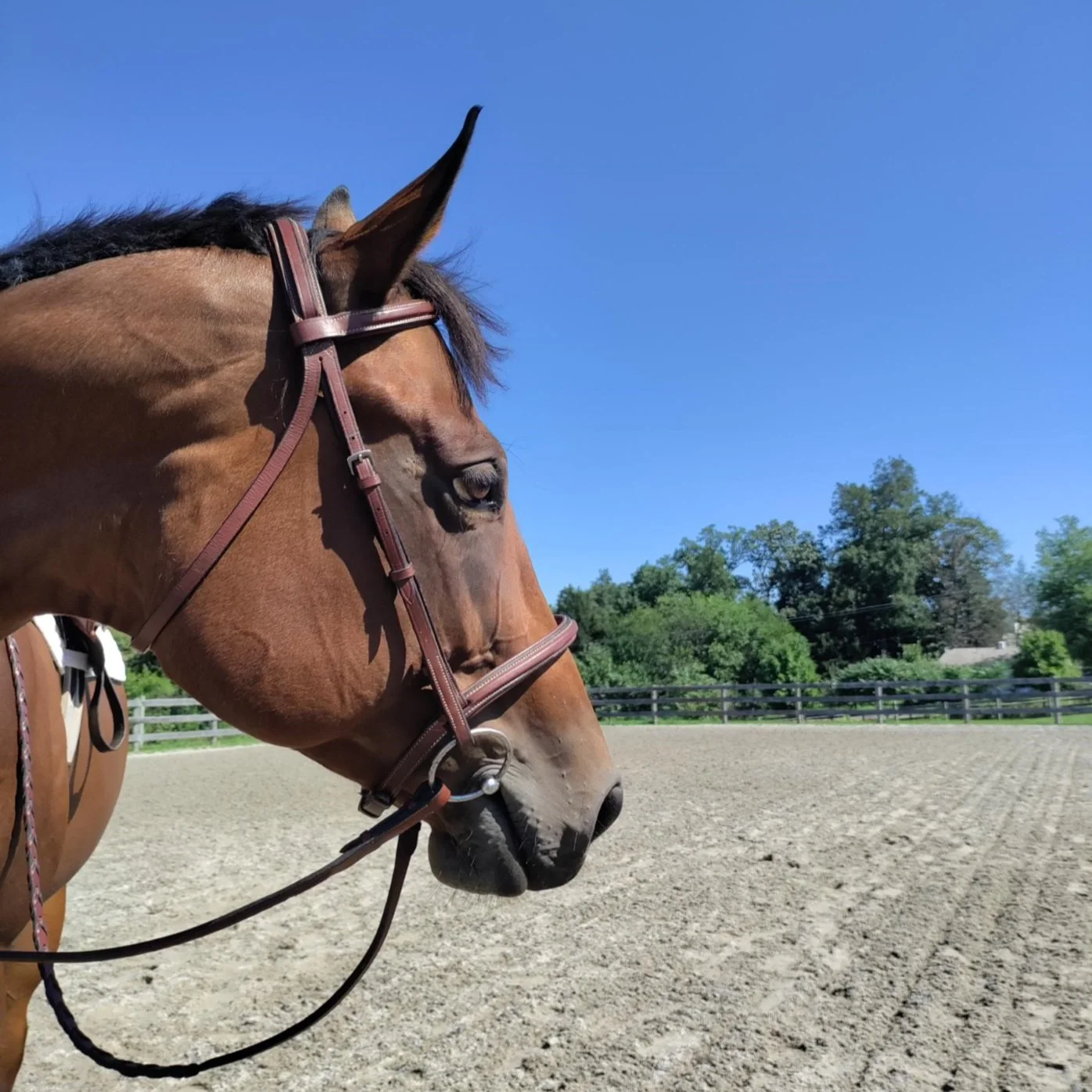 Leg Up Farm Families — Leg Up Farm