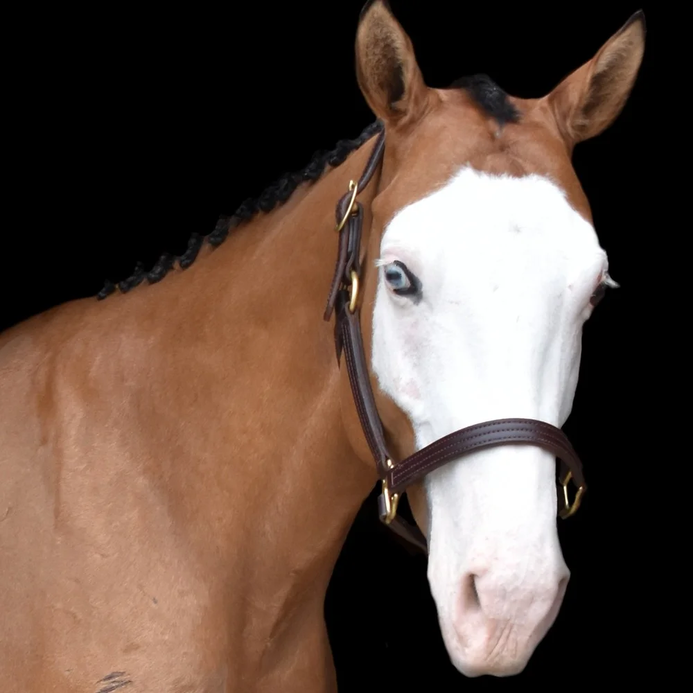 Meet the Herd — Leg Up Farm