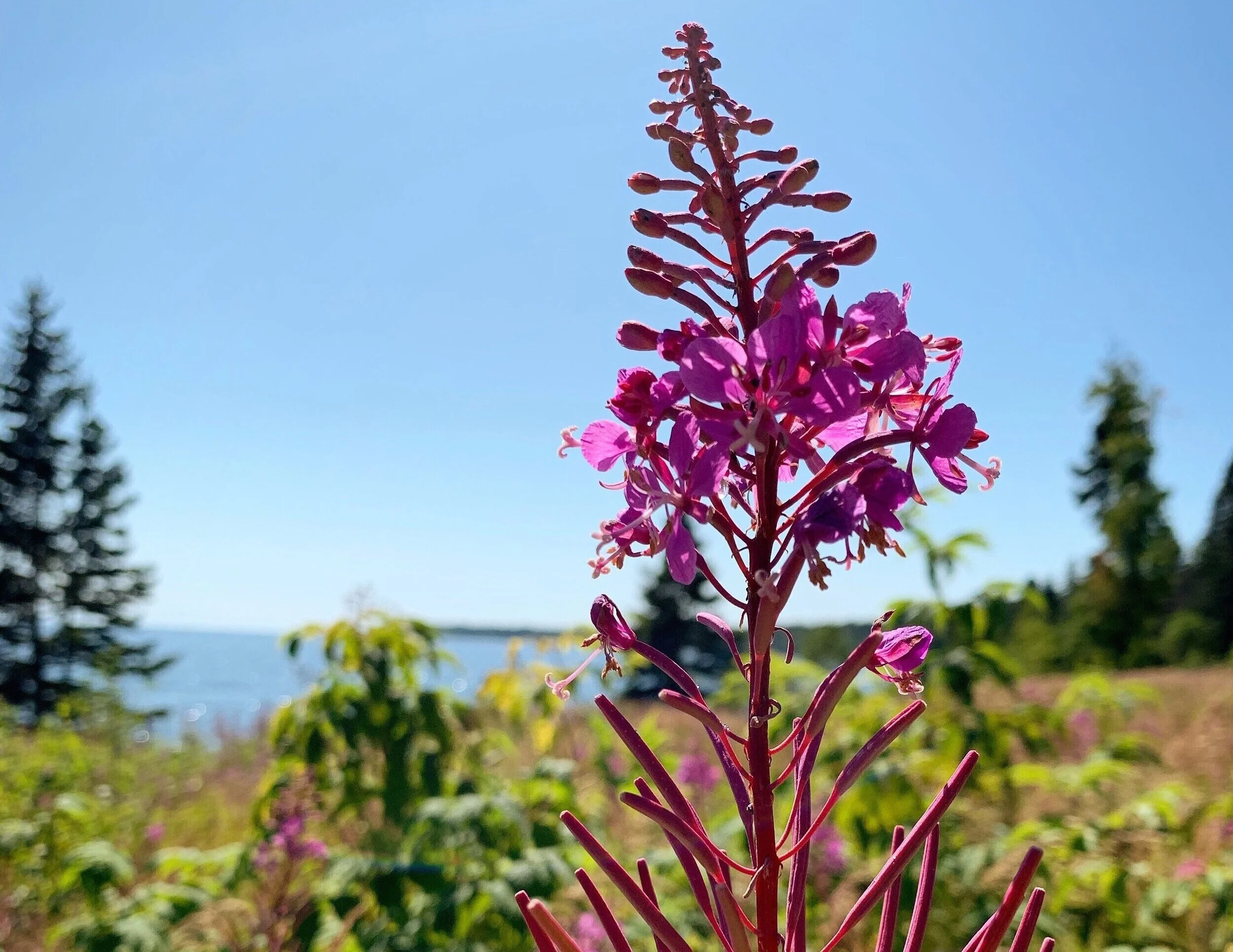 Fireweed Flower Co