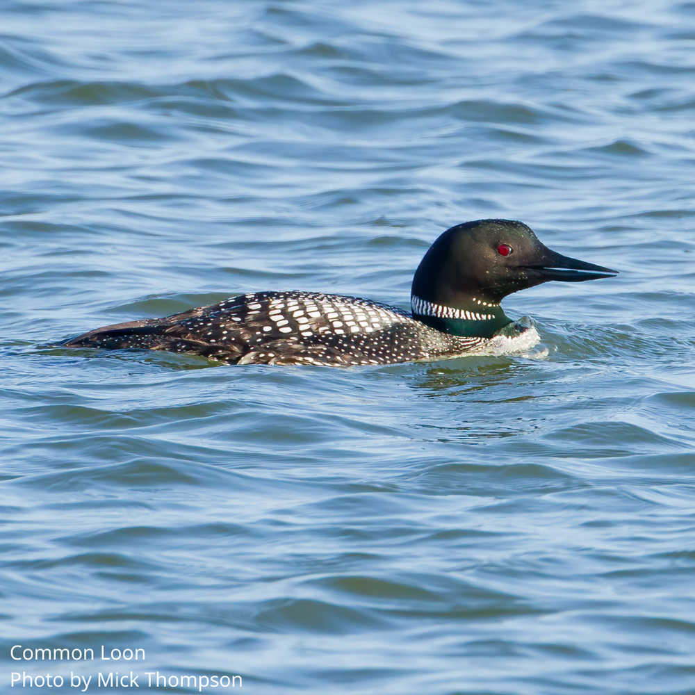 2023 Meet Our Teams — Pilchuck Audubon Society