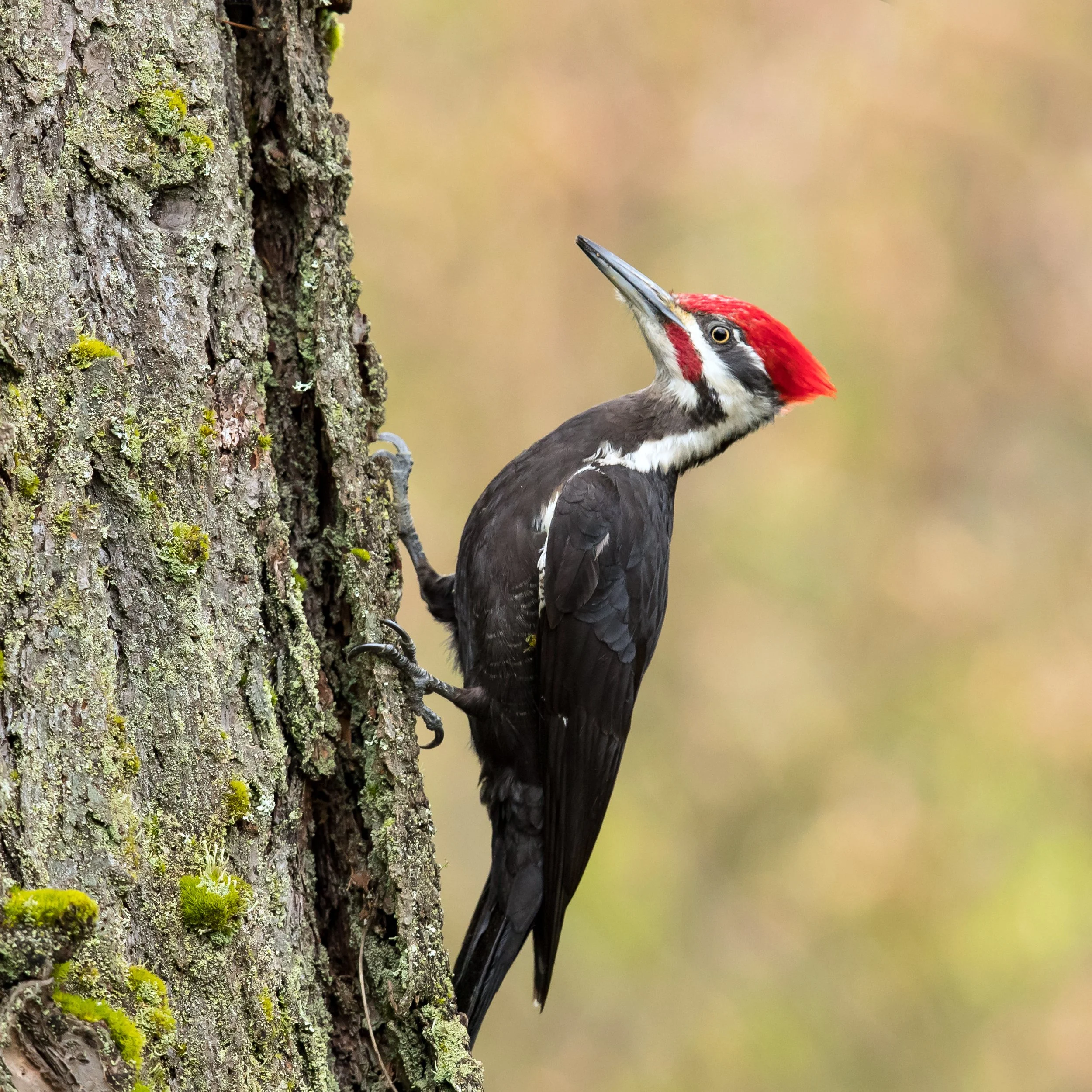 2024 Meet Our Teams — Pilchuck Audubon Society