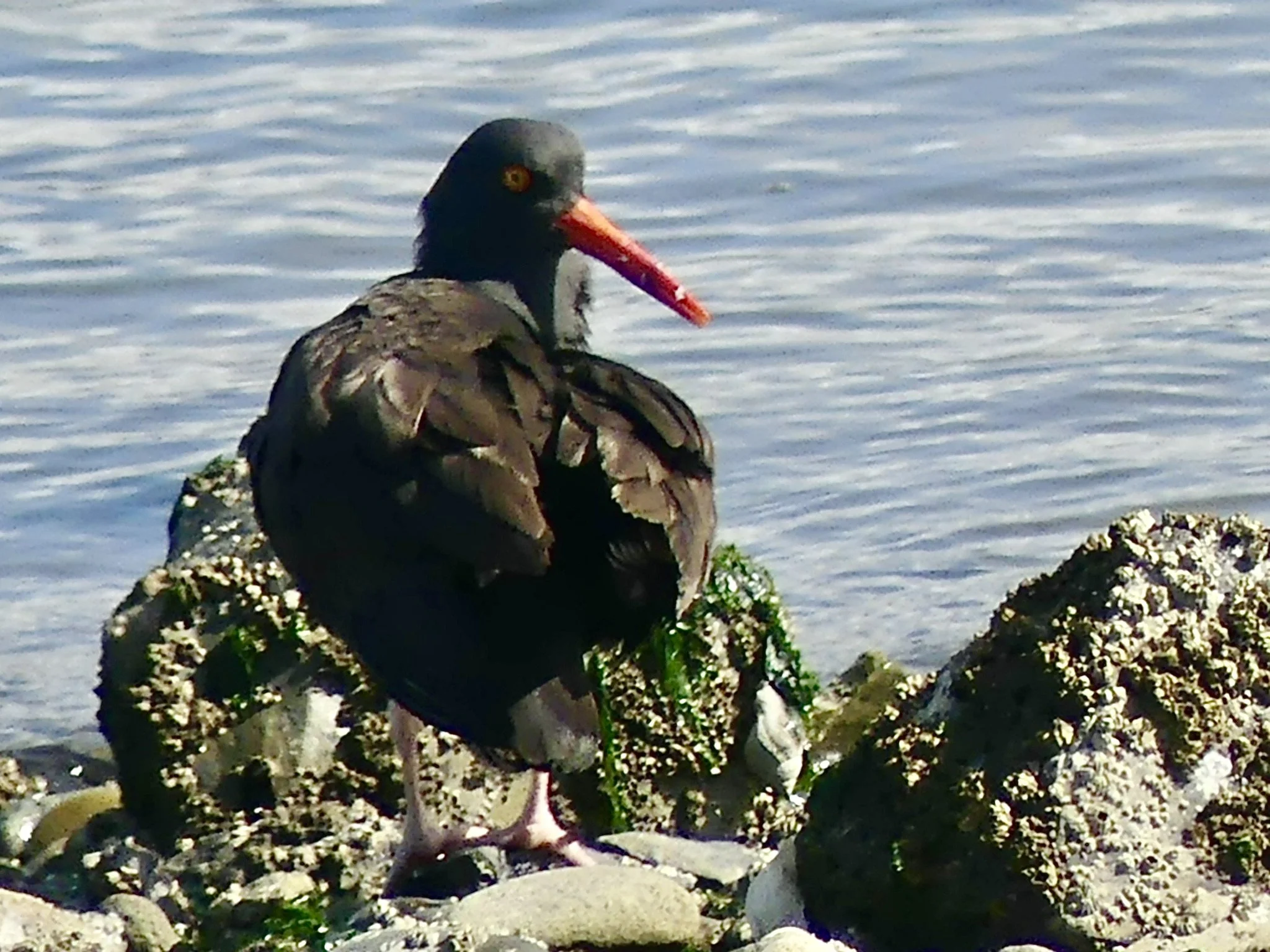 Trip Report: Kiket Island — Pilchuck Audubon Society
